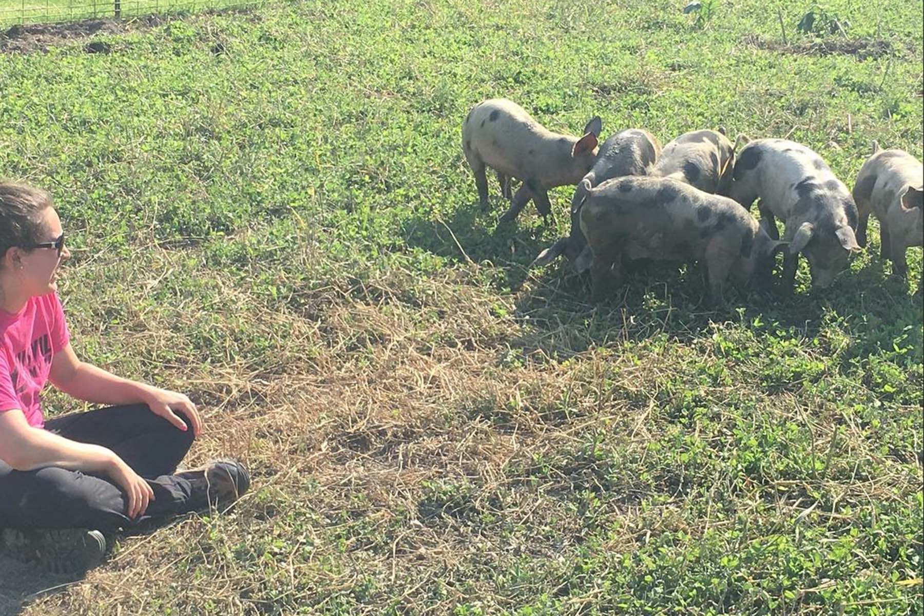 Forage-Based Pork – DL Farms